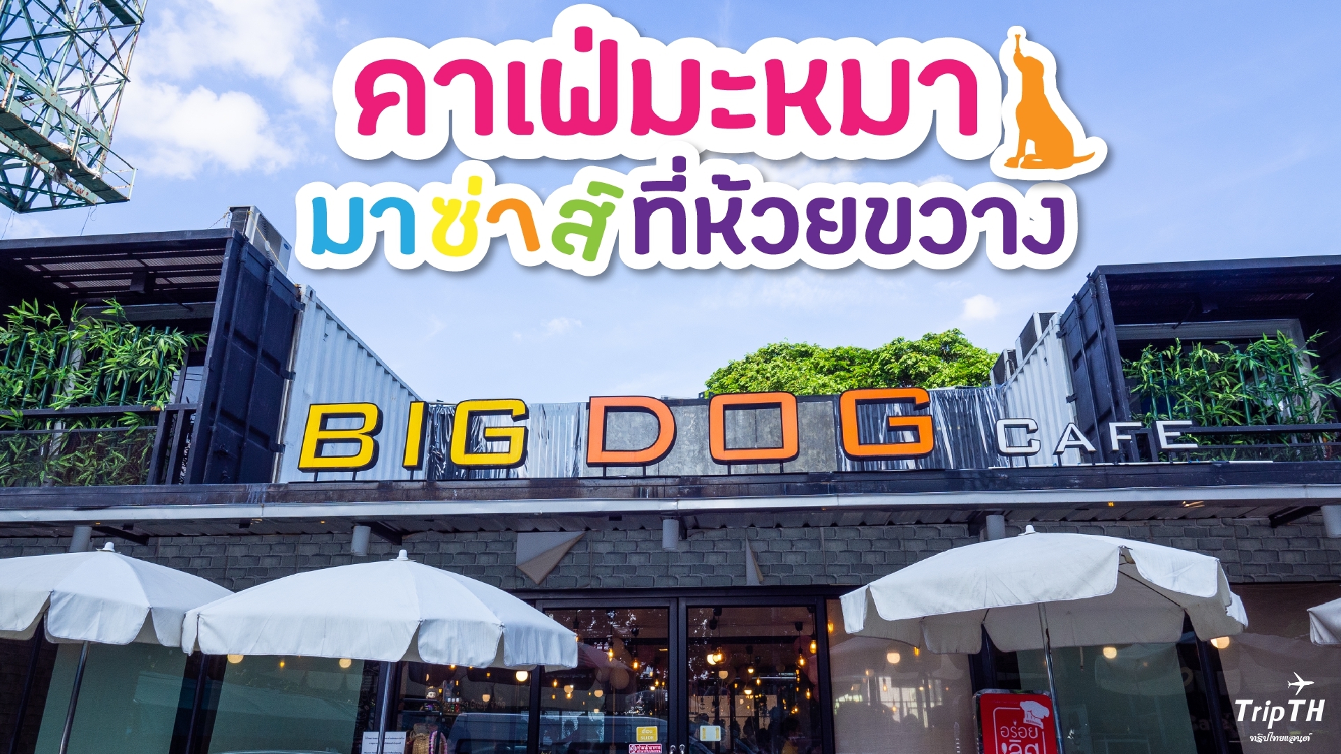 คาเฟ่สี่ขาสุดแสบย่านห้วยขวาง "Big Dog Cafe" ระวังโดนตกนะเธอ | TripTH ...